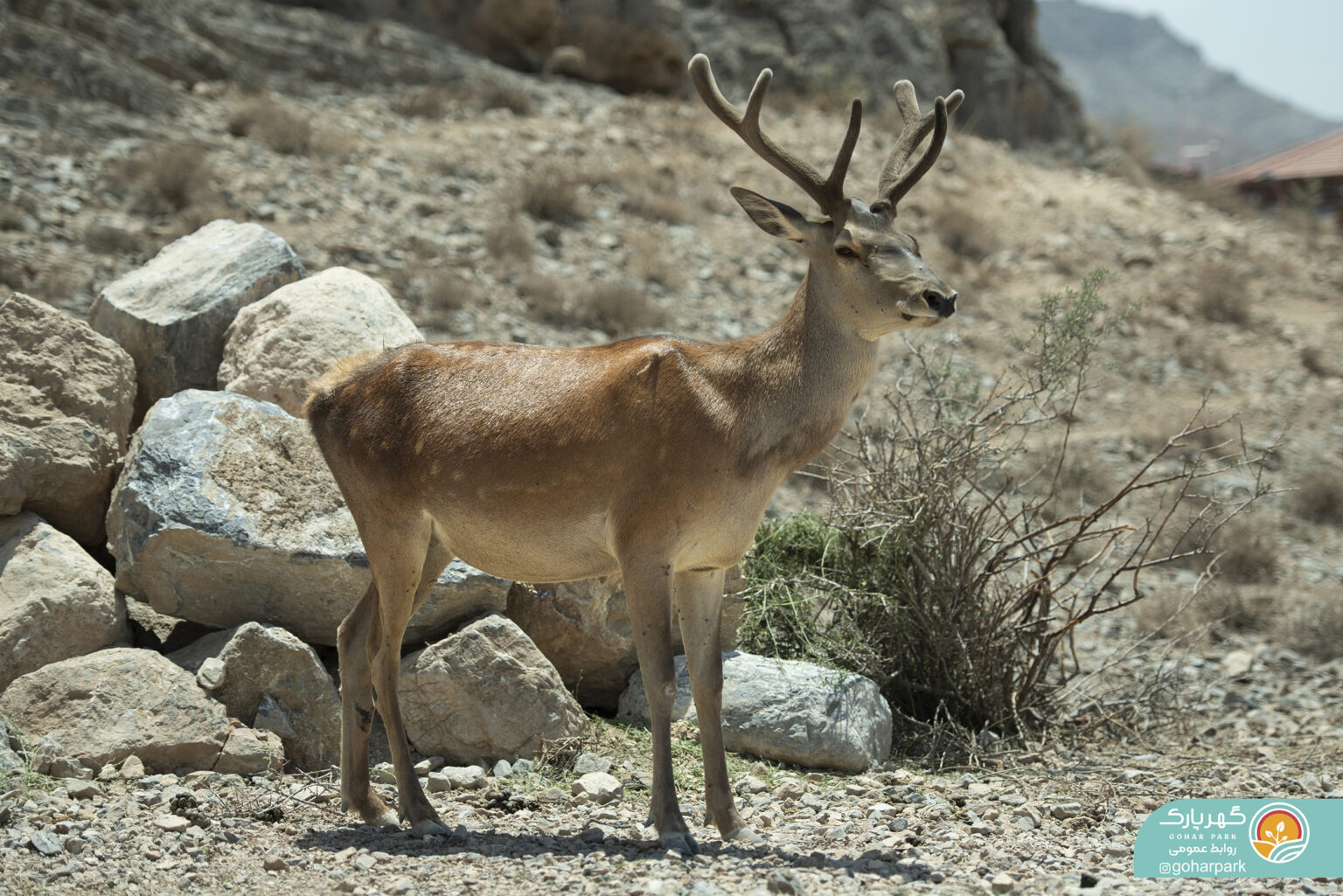 گوزن – گهر پارک